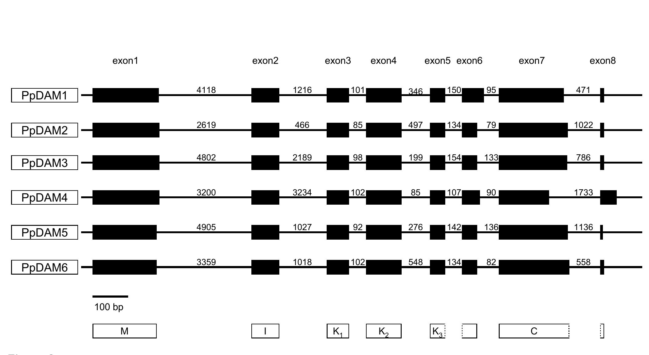 > rs schematic overview of introns and exons of the six