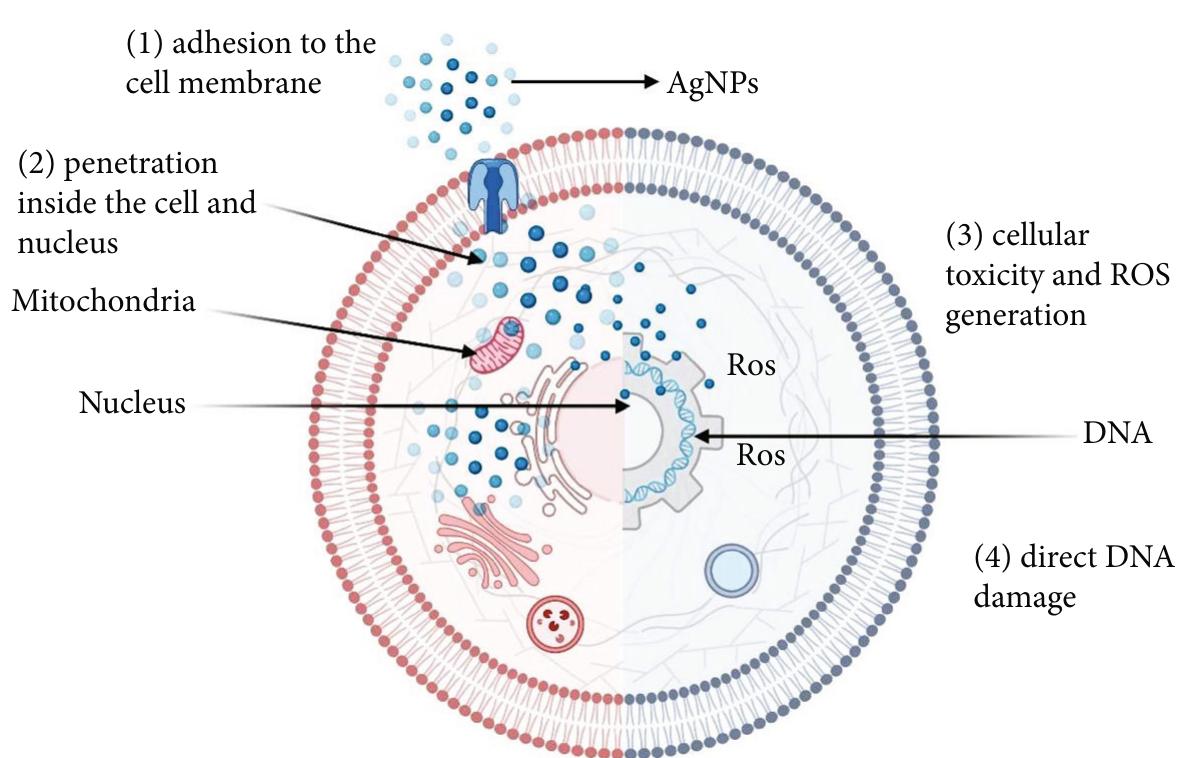 Ficuree 4: proposed antimicrobial mechanism of action of ag