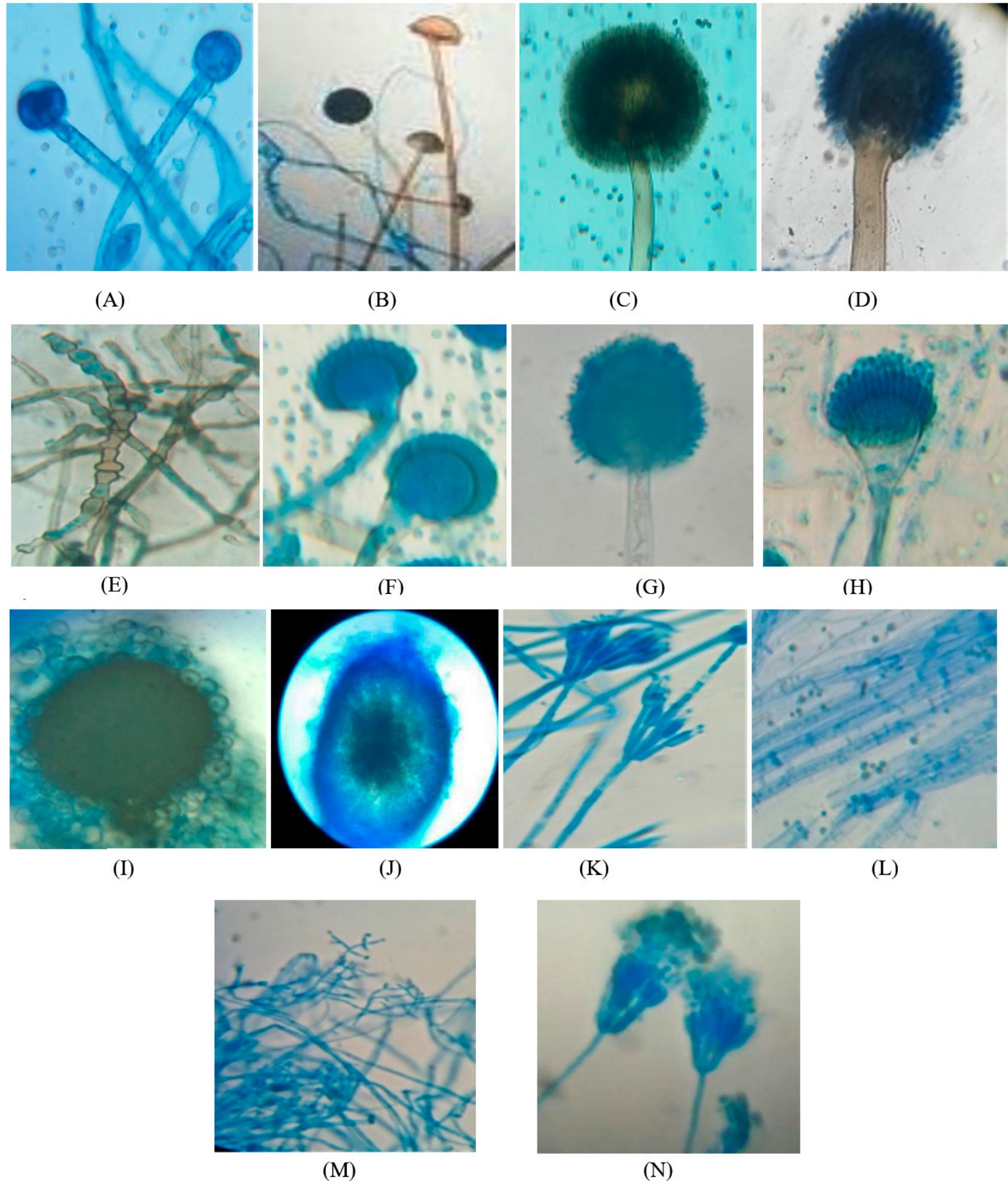 Schematic diagrams of identified fungal species in order of
