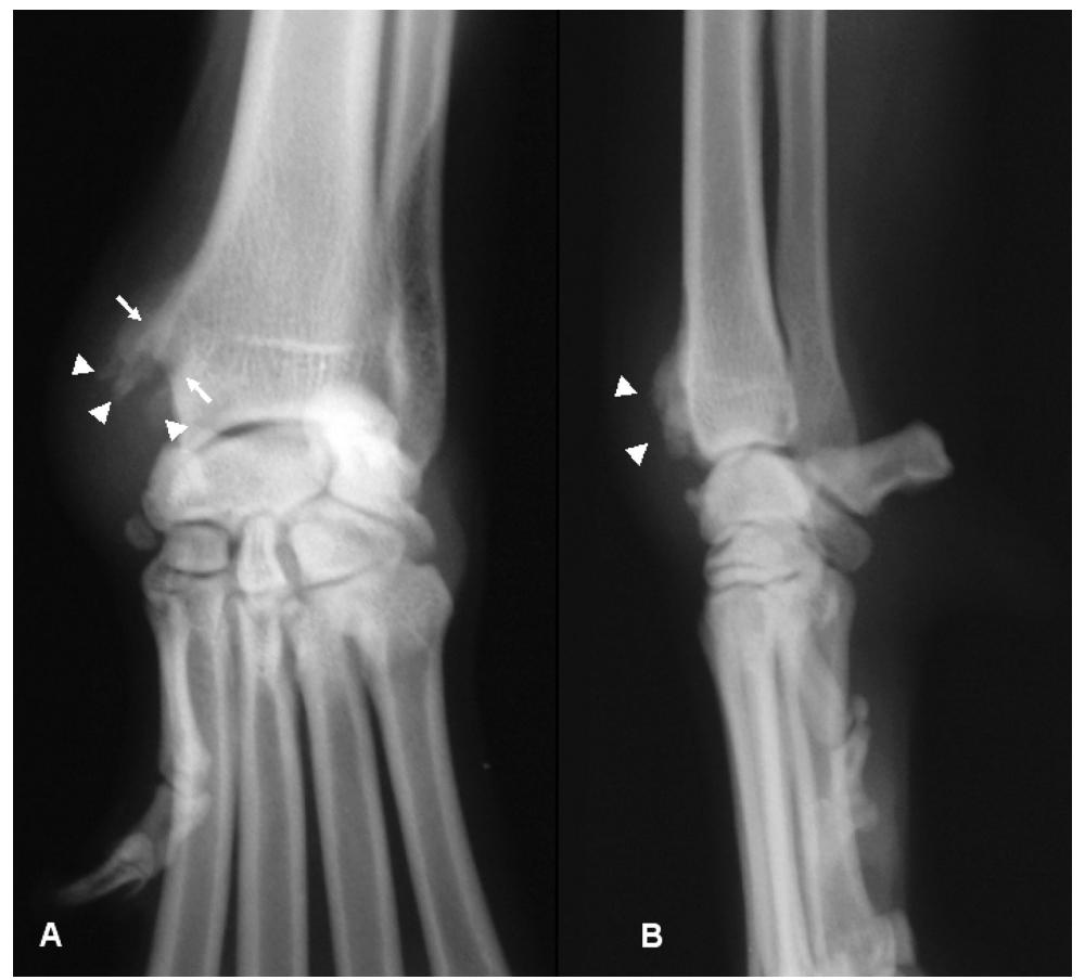 Fic. 3. radiographs of the left carpus, 5-year-old, male