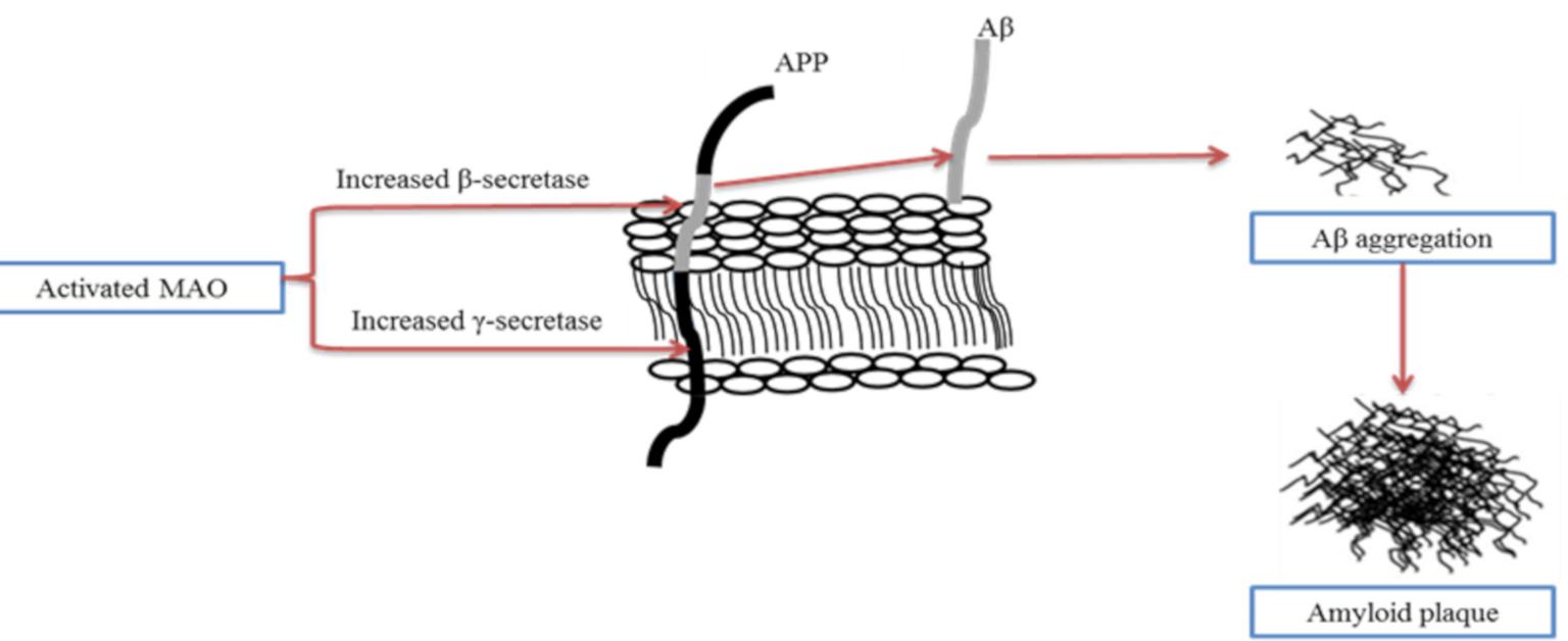 The mechanism of af generation through modulation of amyloid