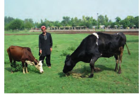 The other indigenous breed is the kari sheep, which are
