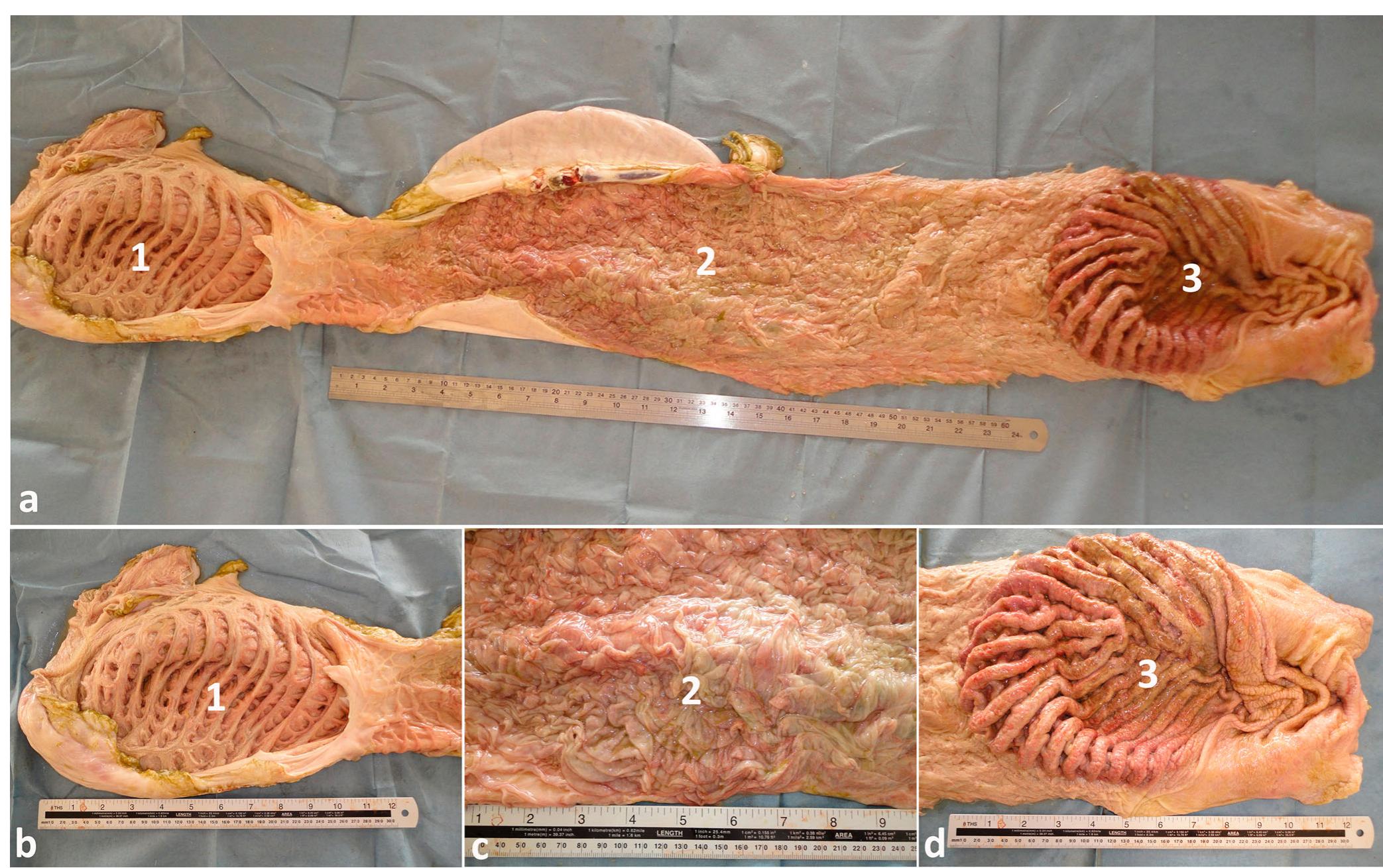 Anatomy of the interior of the reticulum, omasum and