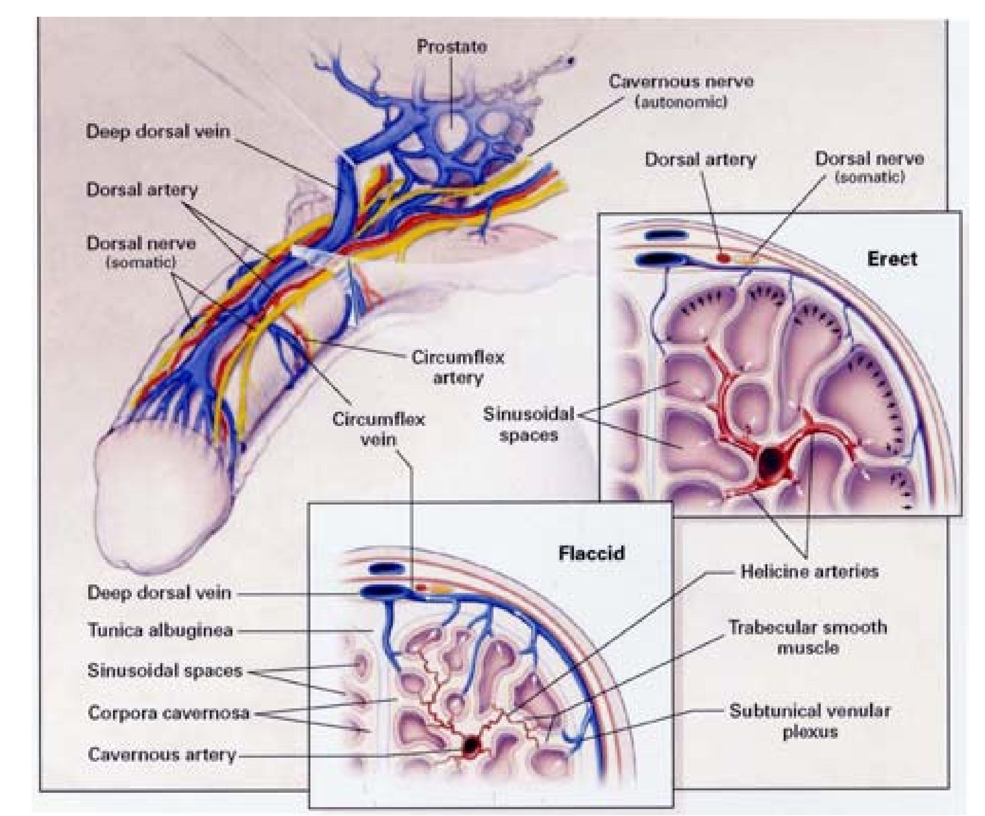 Anatomy and mechanism of penile erection. the cavernous