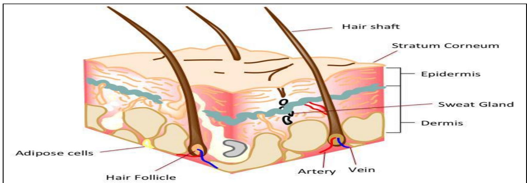 Hypodermis layers contain blood arteries, collagen fibres,