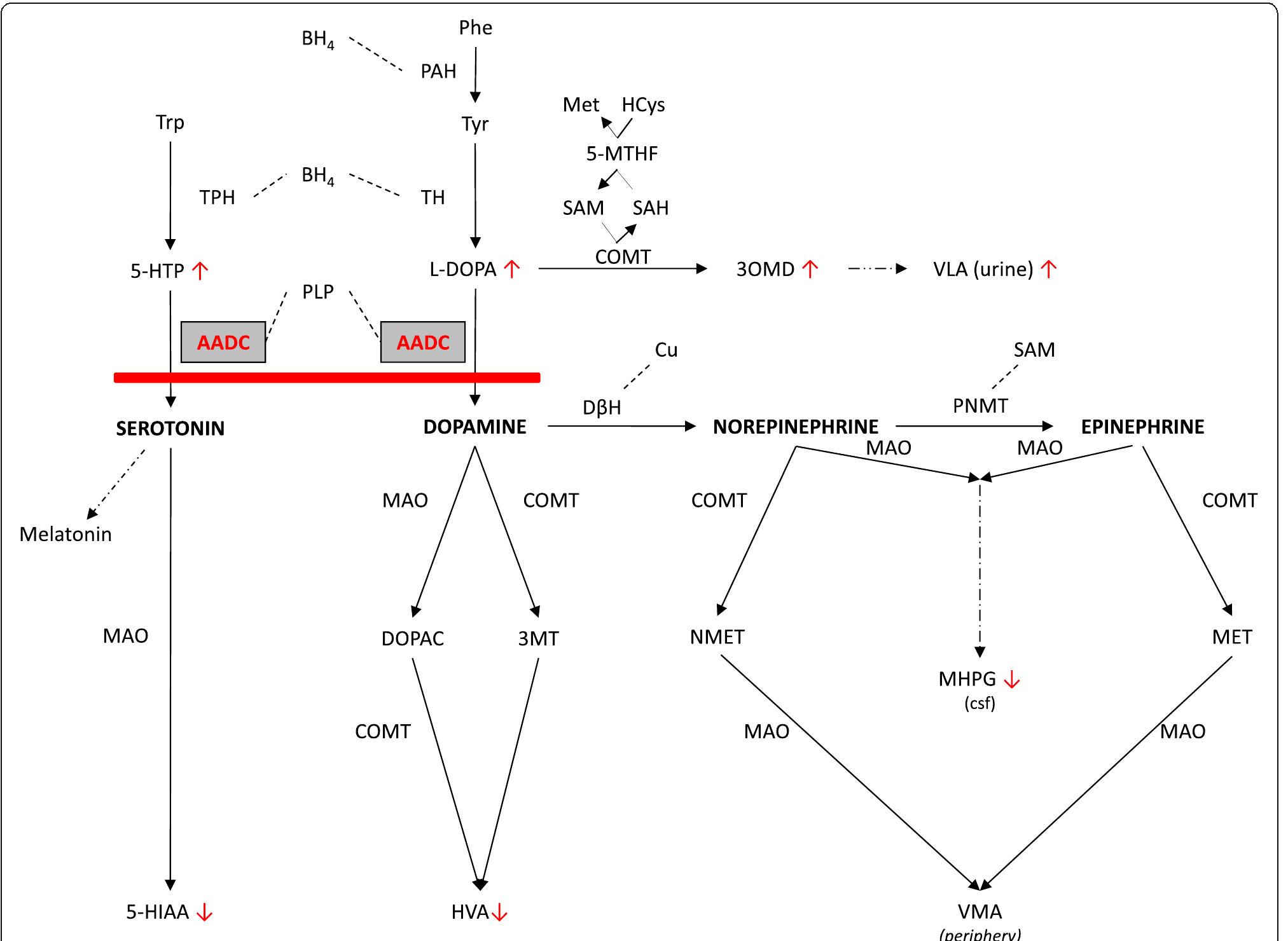 Biosynthesis and breakdown of serotonin and the