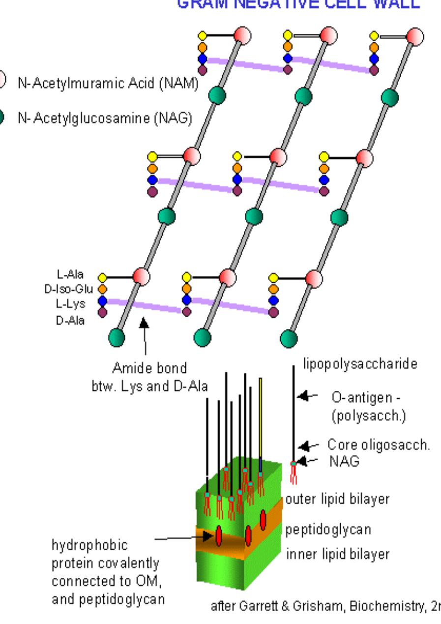 Gram negative bacterial cell wall