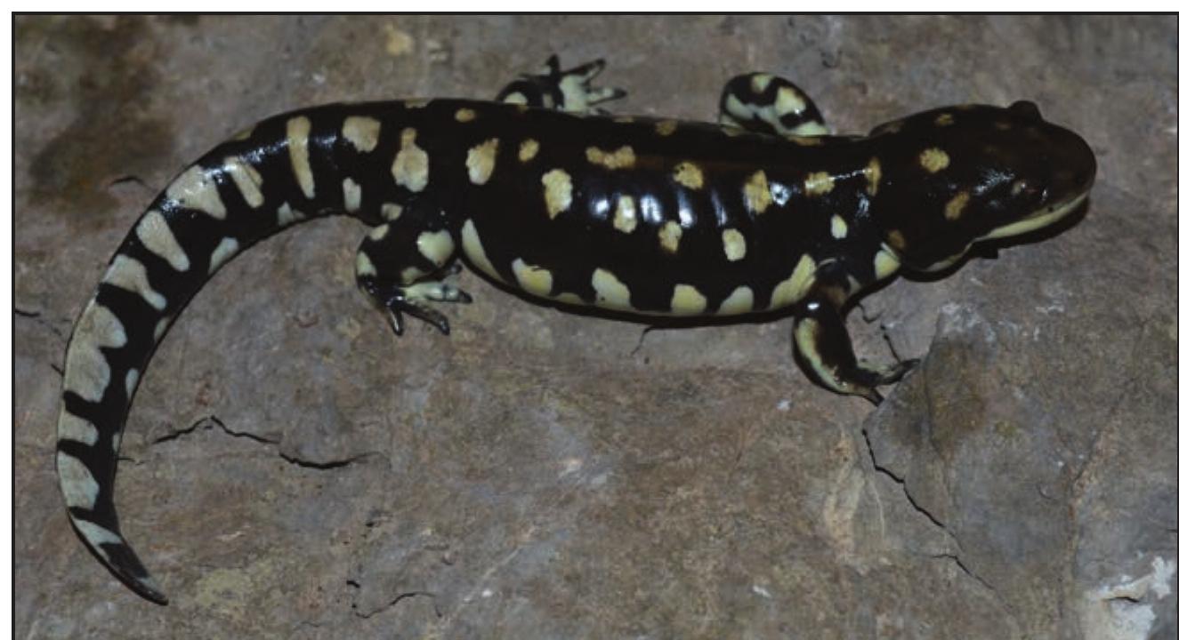 Ambystoma velasci. dugés, 1888. the plateau tiger salamander