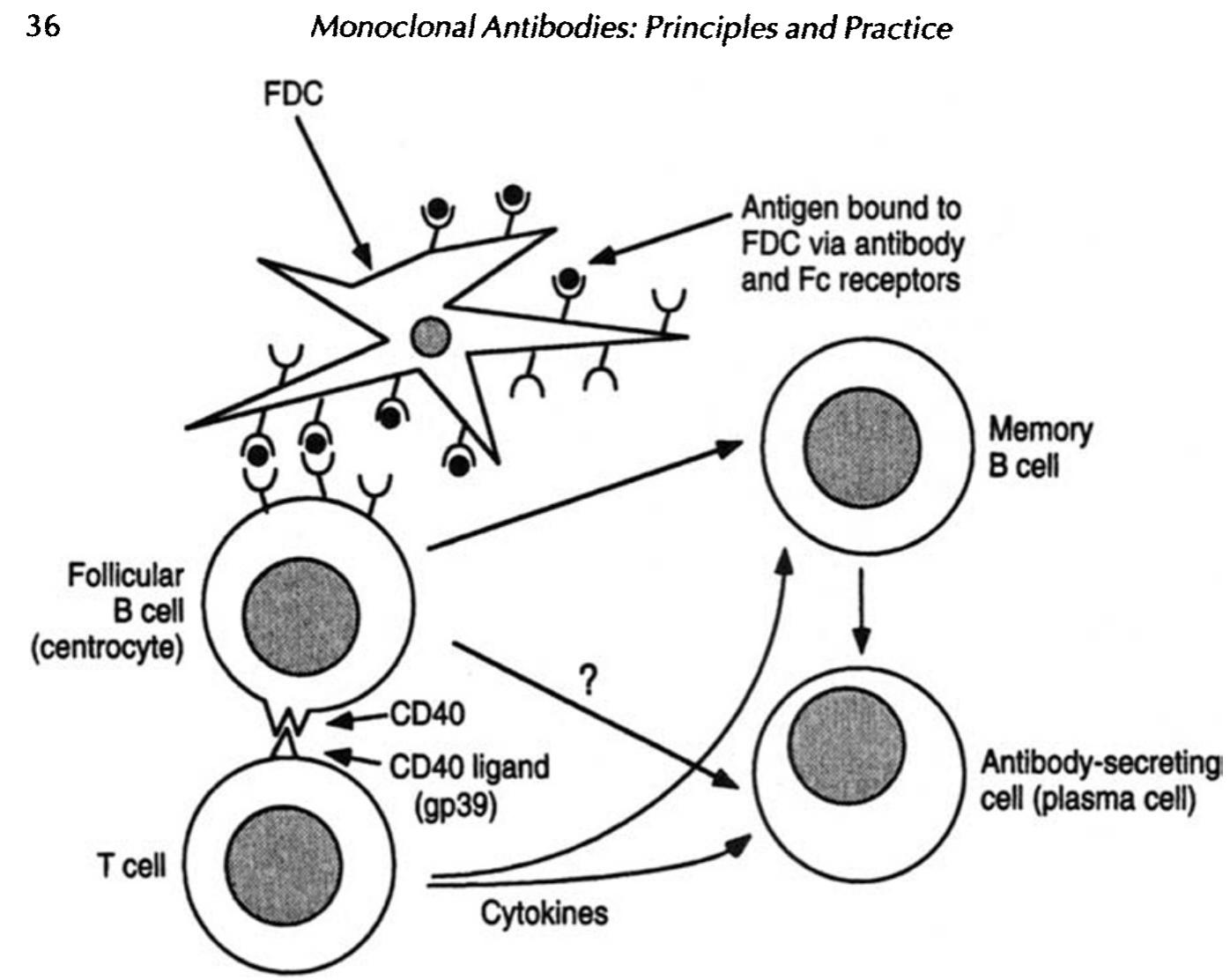 3. cellular mechanism of antibody affinity maturation. b