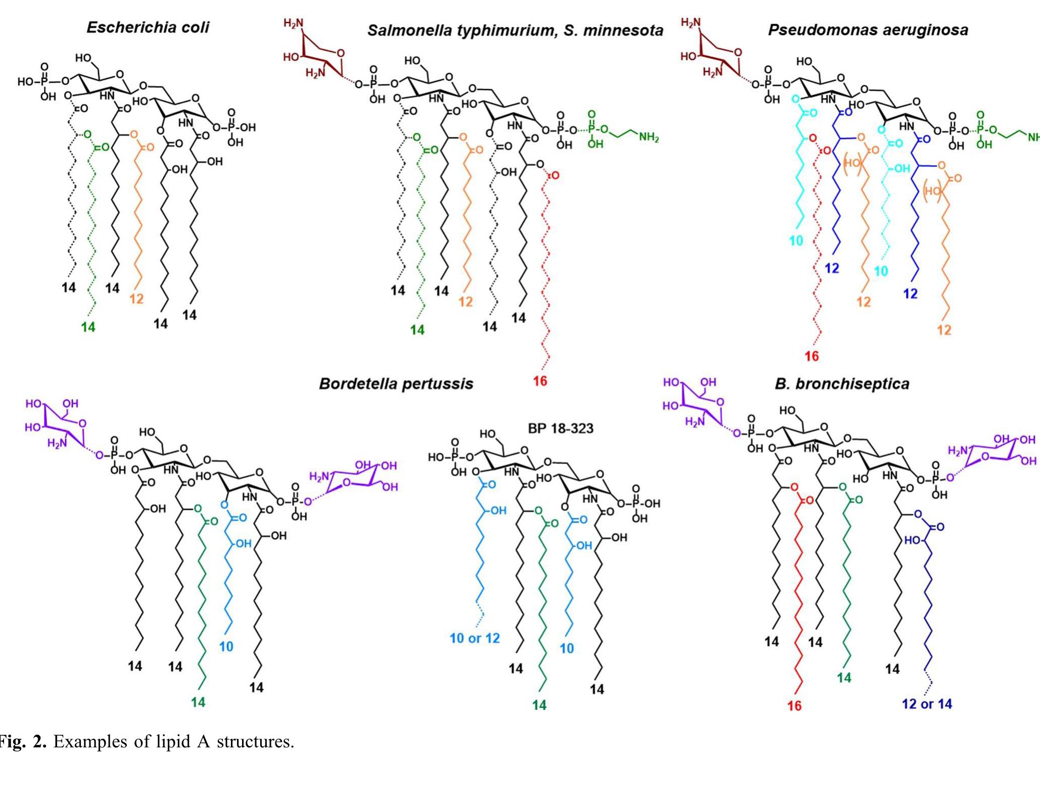 Figure 2 - from Lipopolysaccharides: structure, function and
