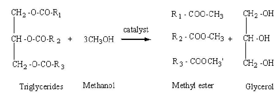 The transesterification of triglyceride with methanol