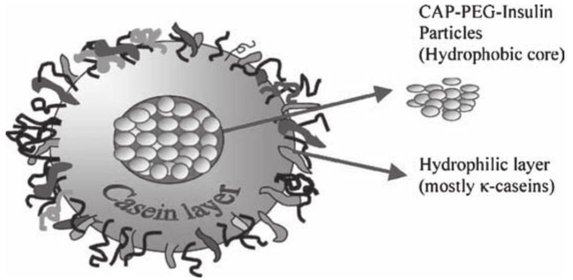 Schematic of a calcium phosphate—peg-—insulin—casein oral