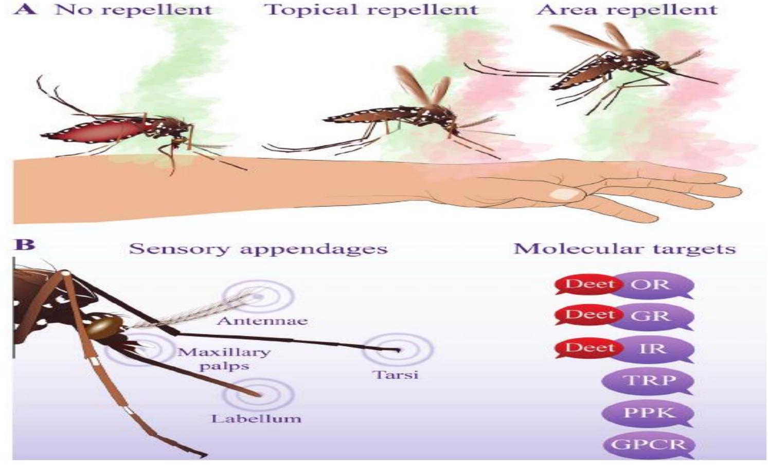 -1 mode of action of mosquito repellent it has been observed