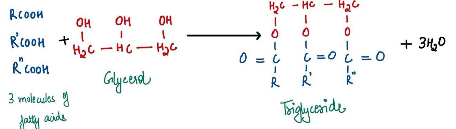 Reaction between fatty acids and glycerol to form