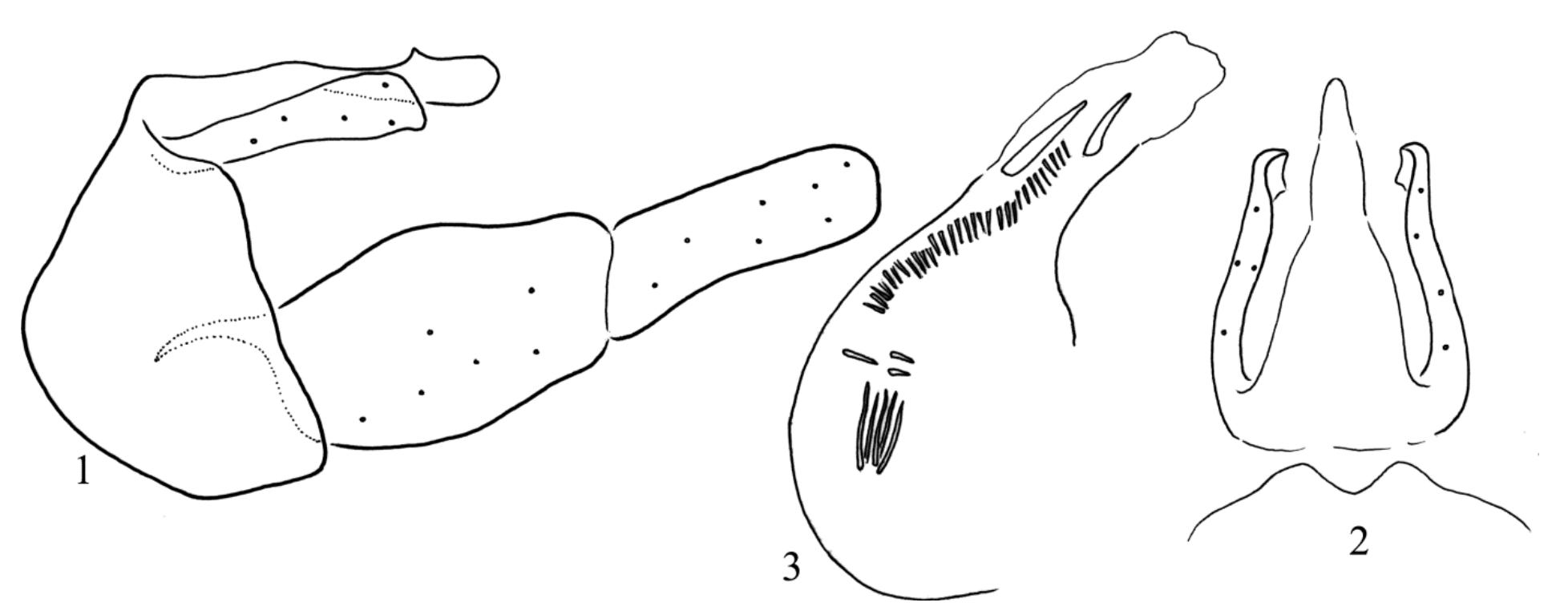 S 1-3. wormaldia echinata tobias, 1995. 1 = male genitalia