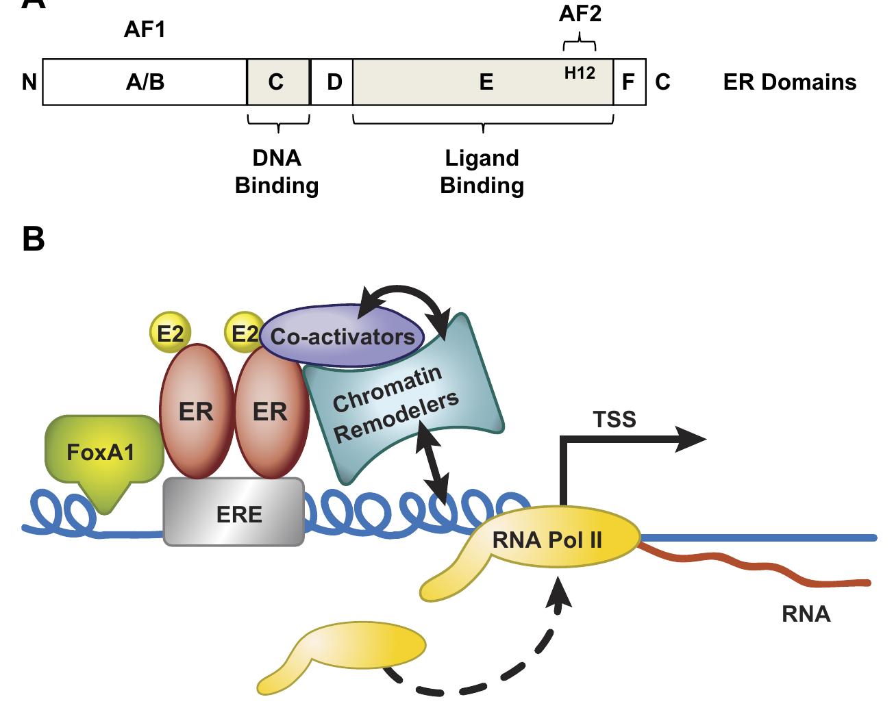 (63, 64). the resulting phenotypes differ, but indicate