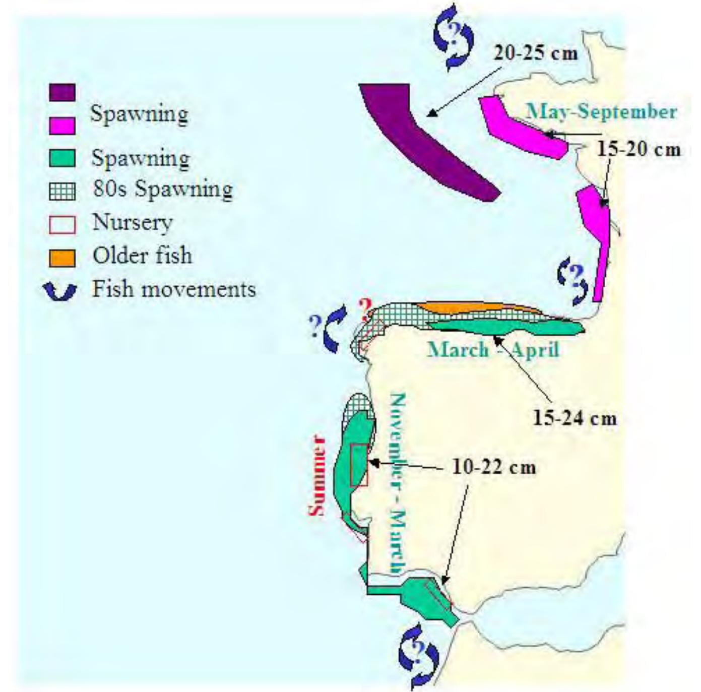 1. schematic life cycle of sardine around iberia and in