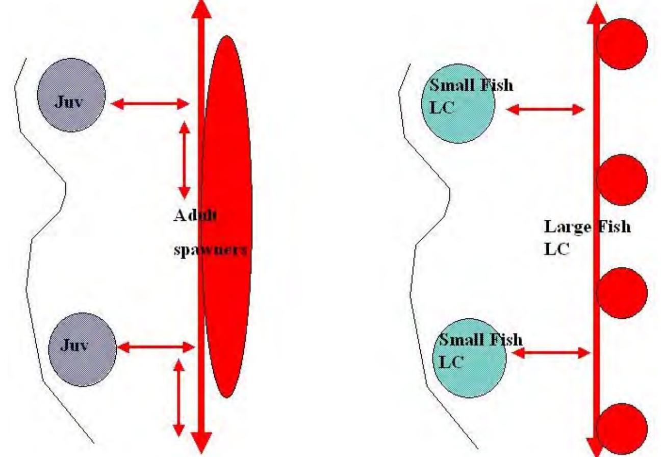 2. life-cycle schematic diagrams for: (left) mackerel and