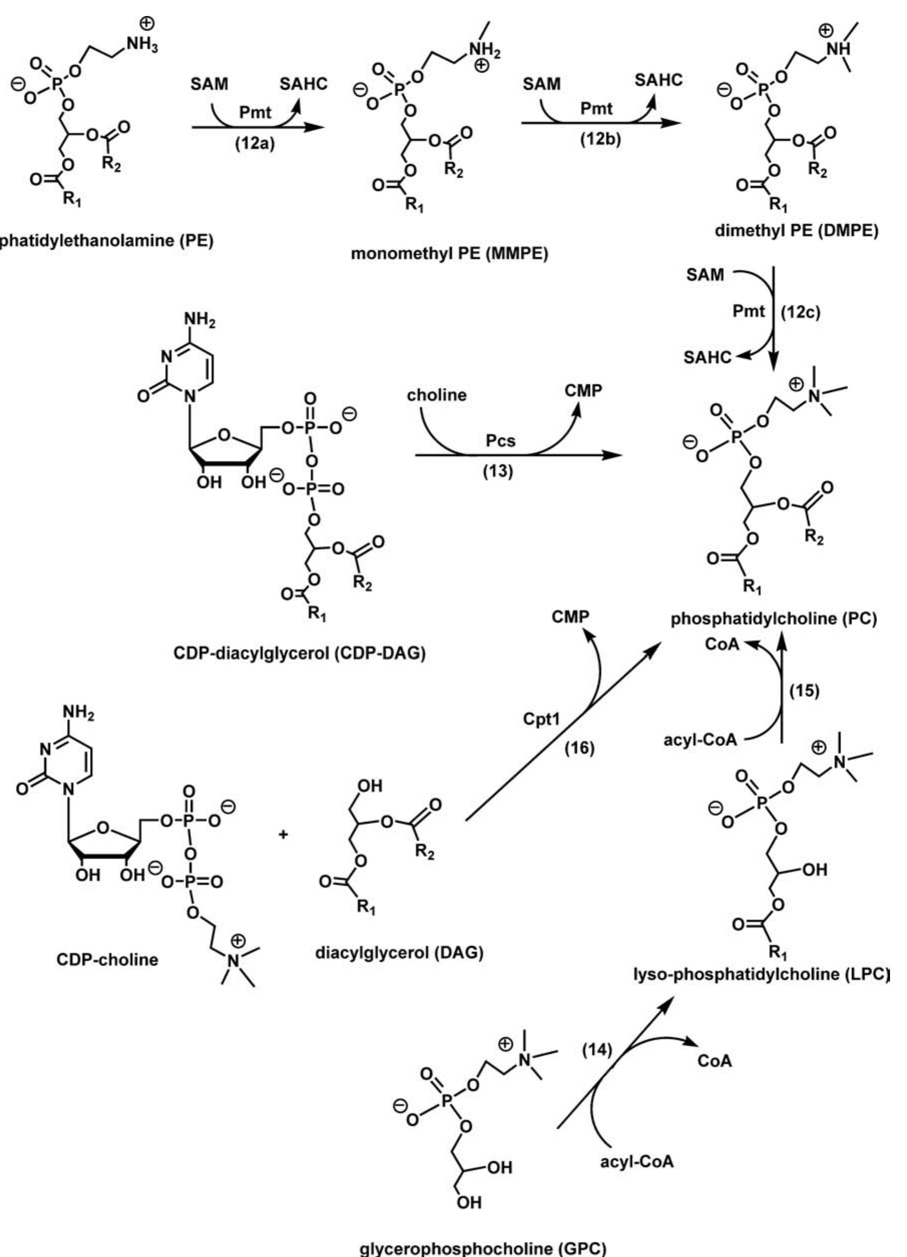 Synthesis of pc in bacteria. four different pathways for pc