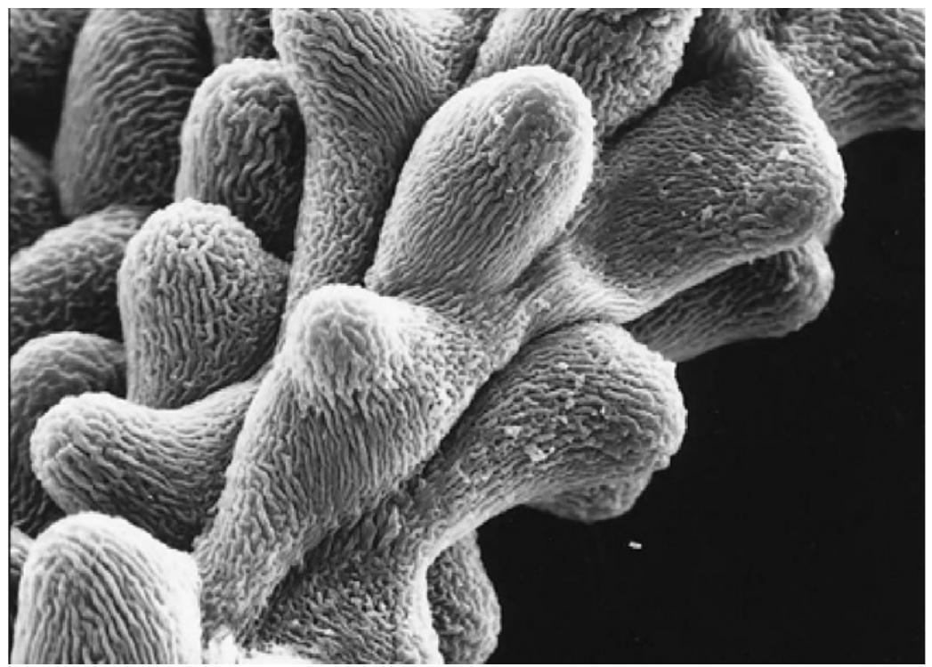 Scanning electron micrograph of the cone cells of the petals