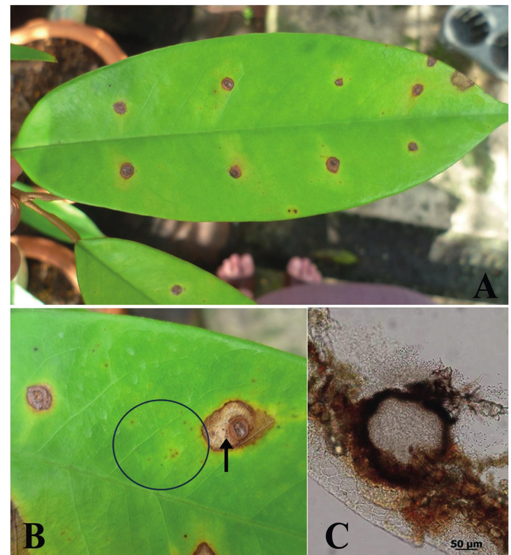 4: artificial inoculation of phomopsis durionis on wounded
