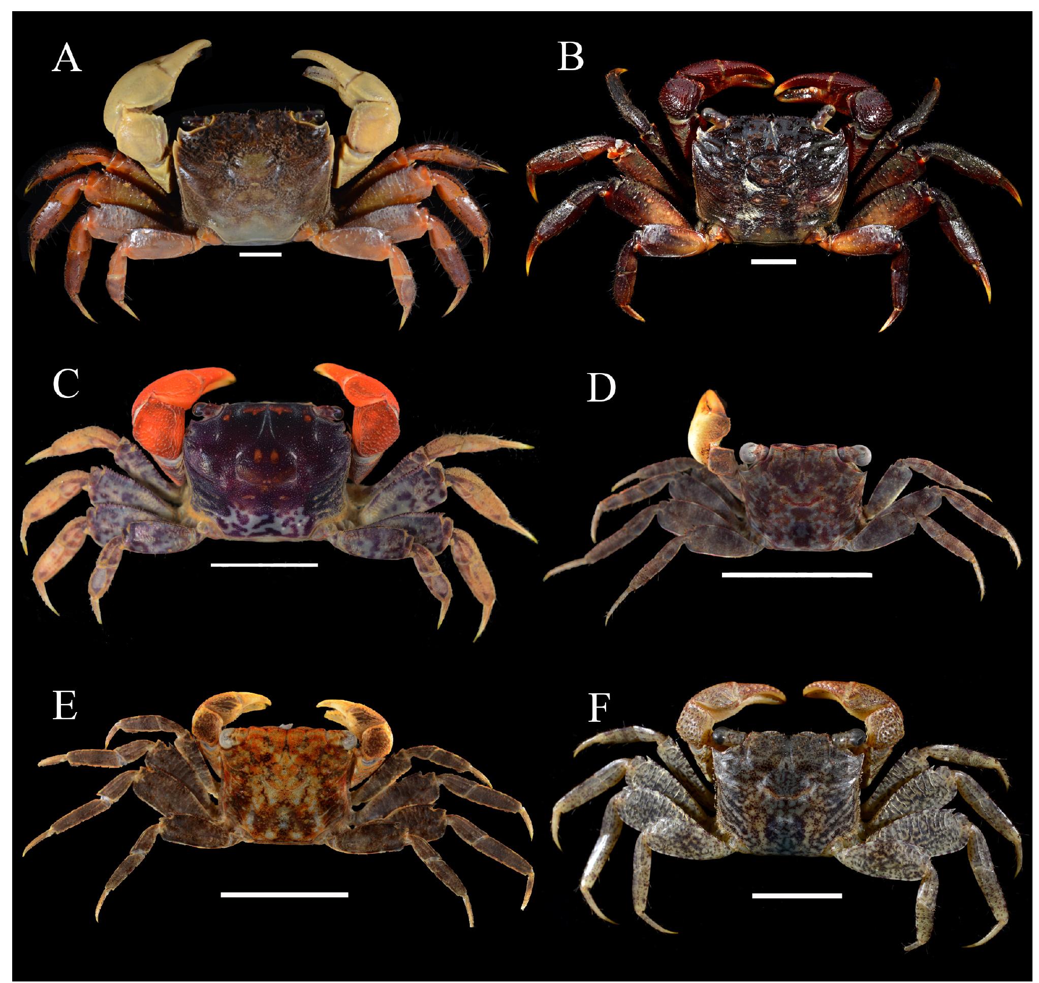 Colour photos of recently preserved crabs (dorsal habitus).