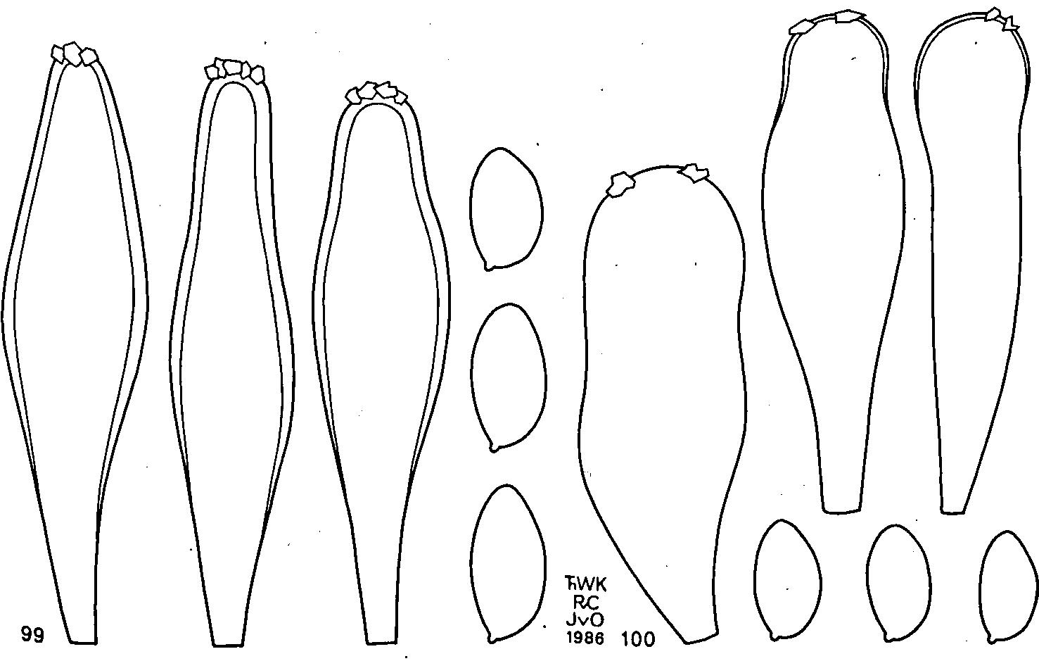 , 99, inocybe hystrix. — spores, pleurocystidia (from fungi