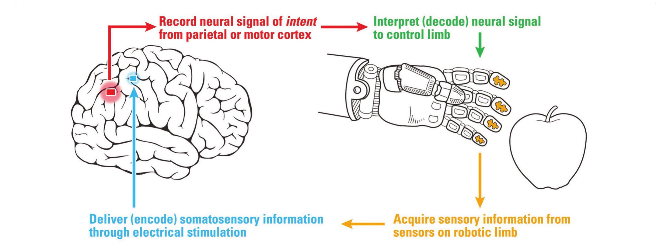 | diagram of a cortical-based brain-machine interface for