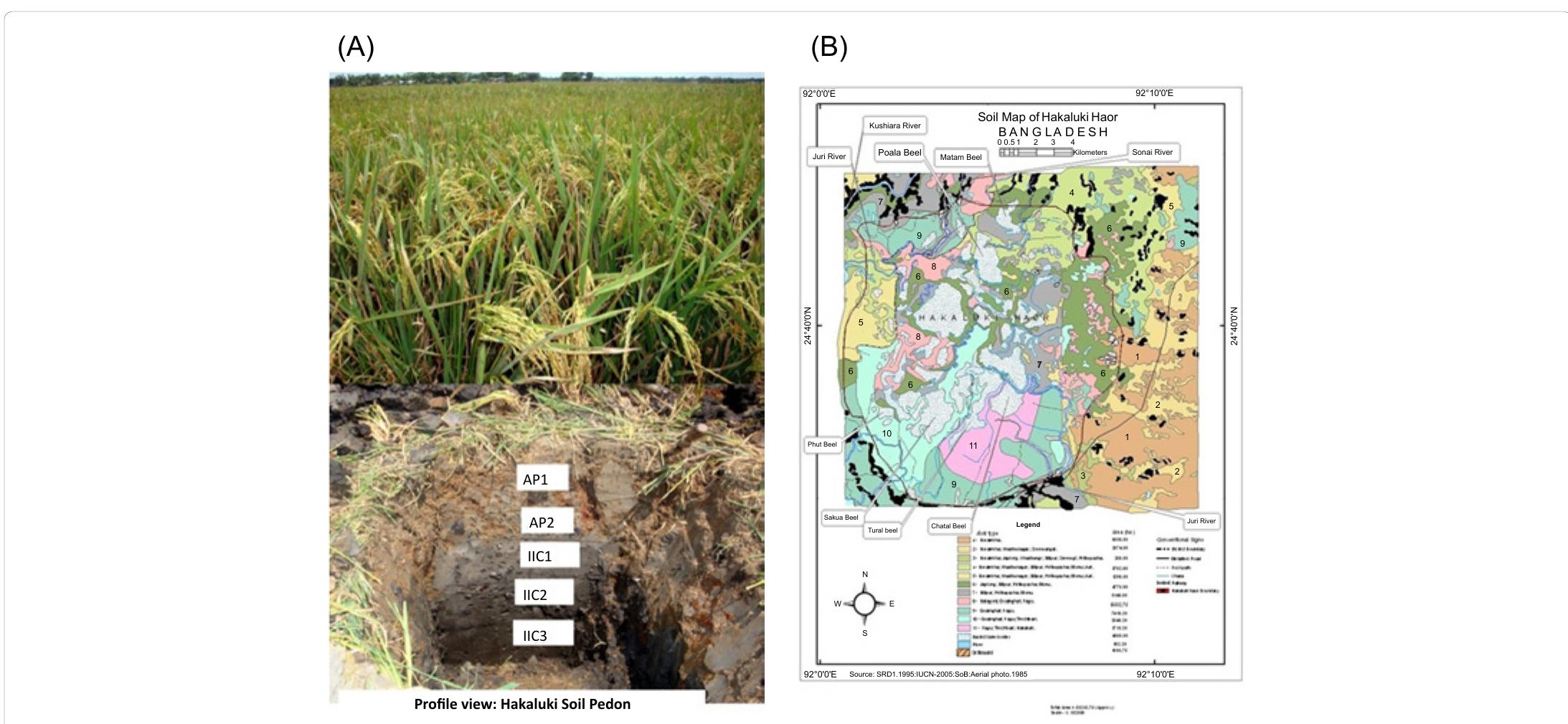 (a&b): soil map of hakaluki wetland haor it is important to