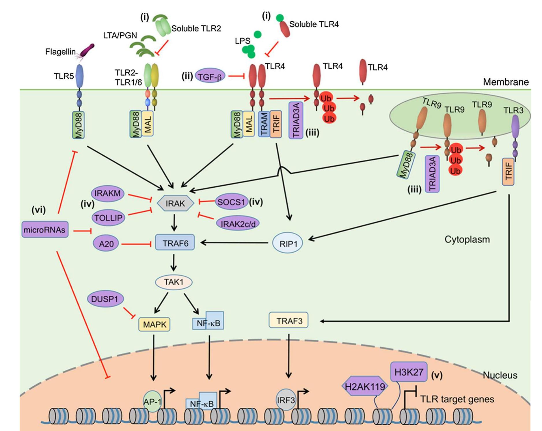 Negative regulators of toll-like receptor signaling. tlr2,