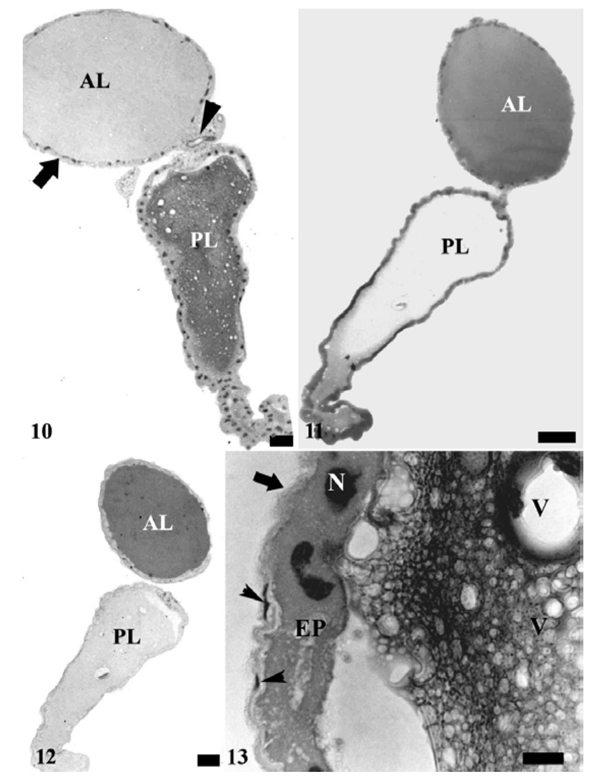 - principal salivary glands of brontocoris tabidus: 10,