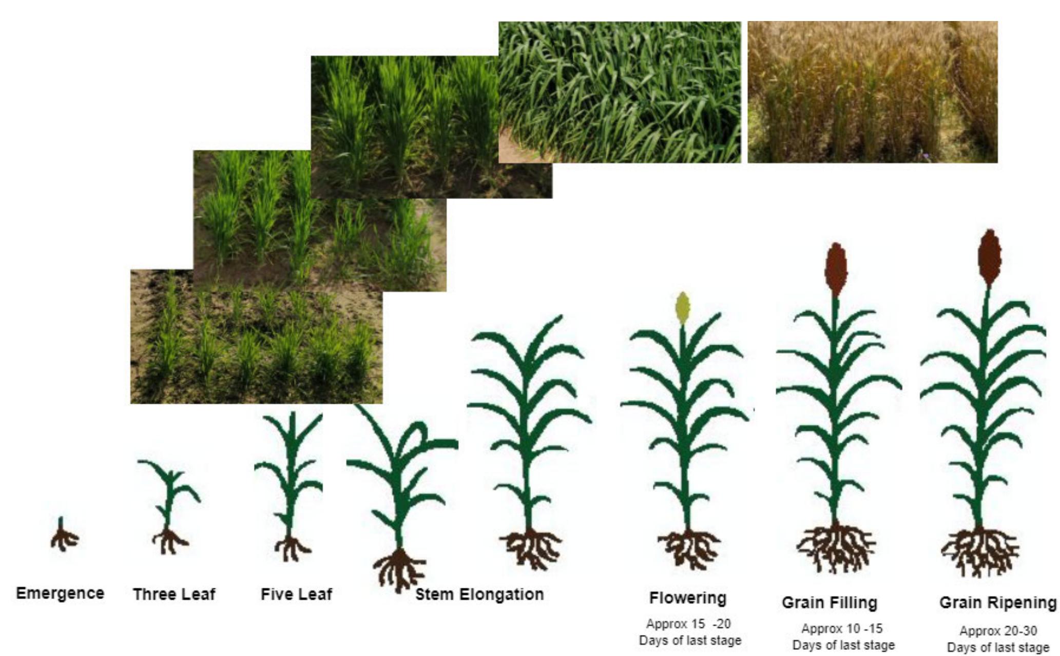 Wheat growth stages.