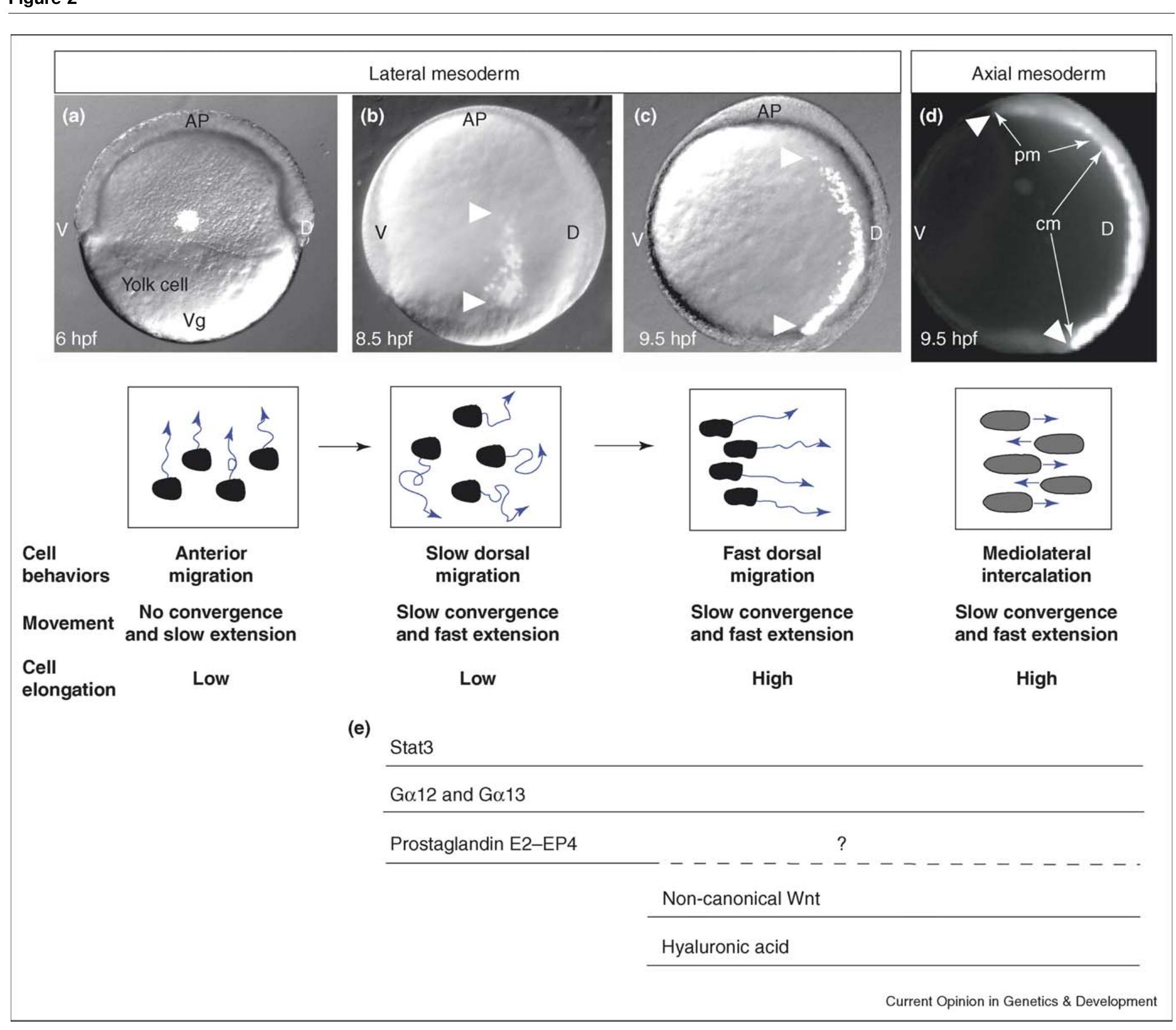 In the lateral and axial regions of the zebrafish gastrula,