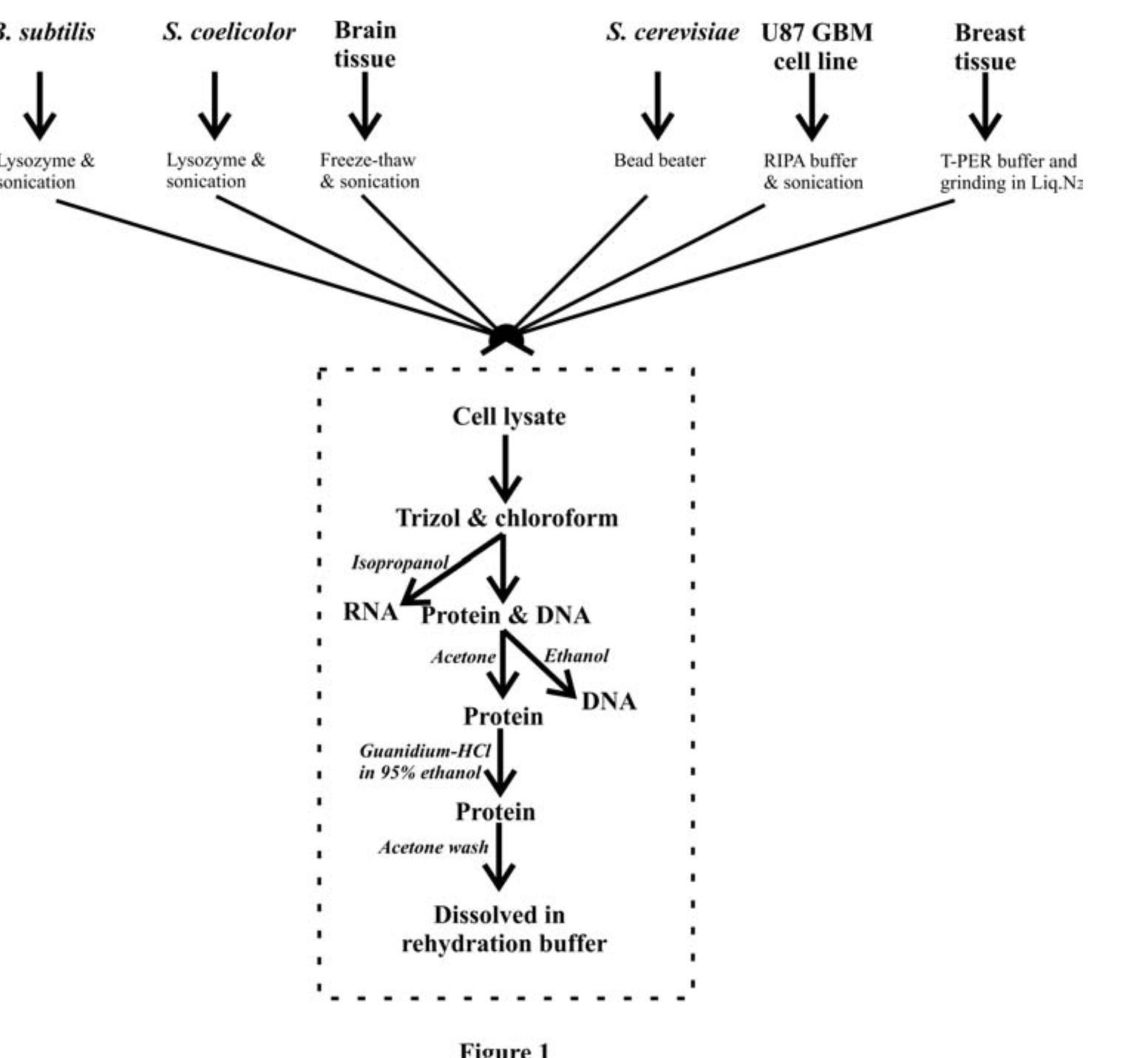 (1). flow chart for trizol protein extraction protocol.