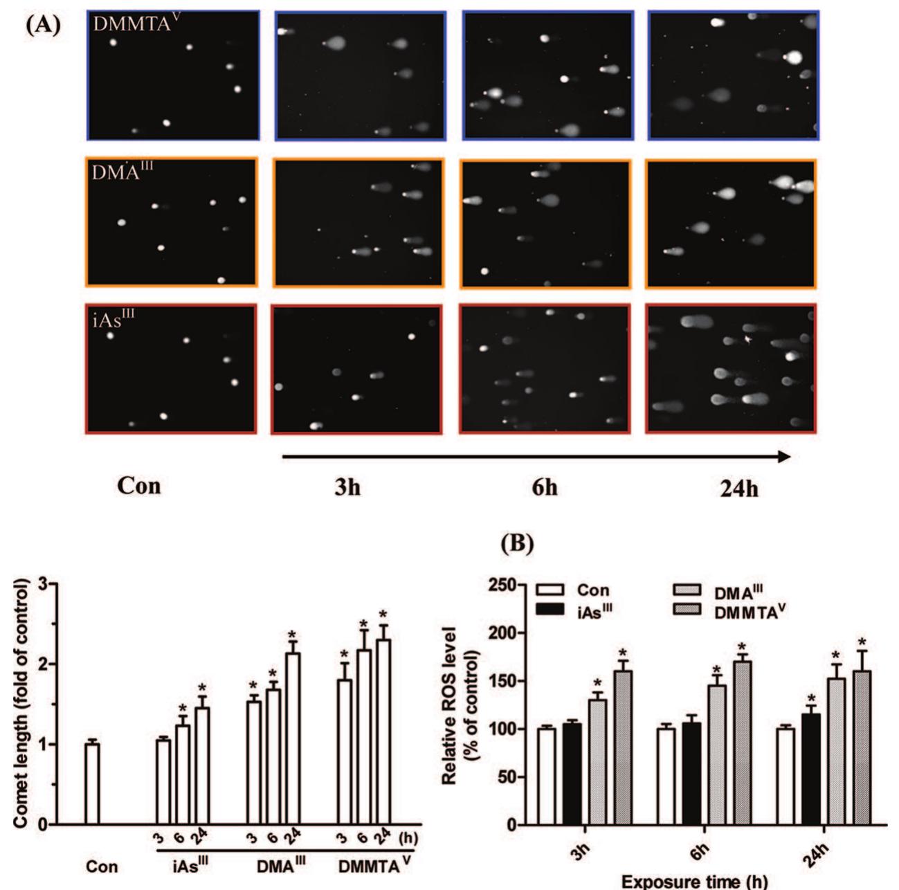 ) figure 7. dna damage and generation of hros in ej-1 cells
