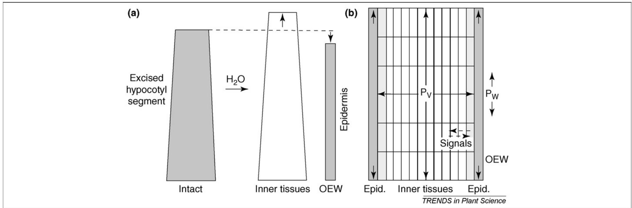 The role of the epidermal cell layer in the control of organ