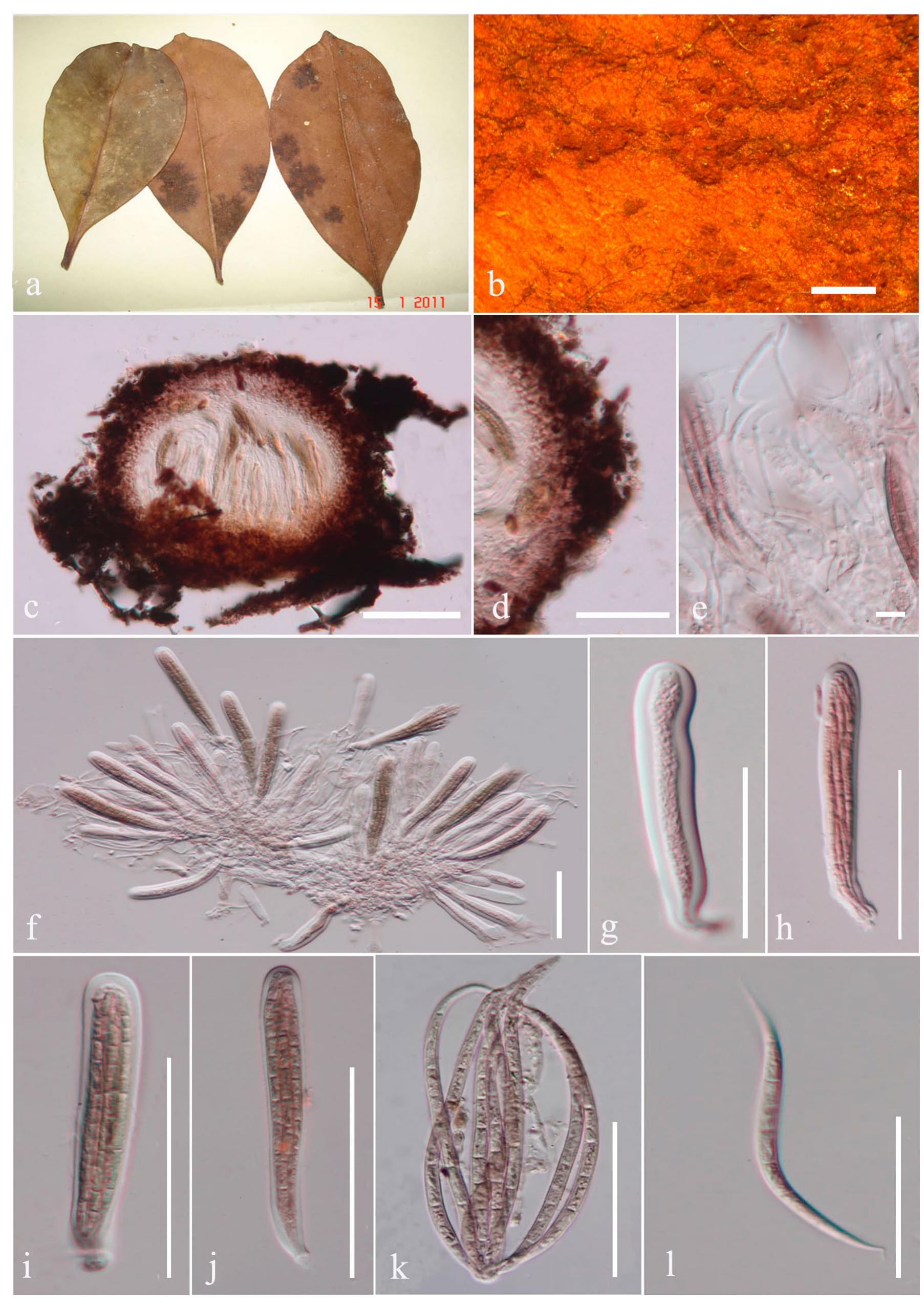 Arrangement of asci. g—j asci. k, 1 ascospores. scale bars: