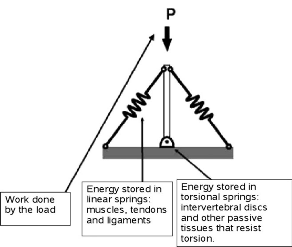 A schematic representation of a simplified spine motion