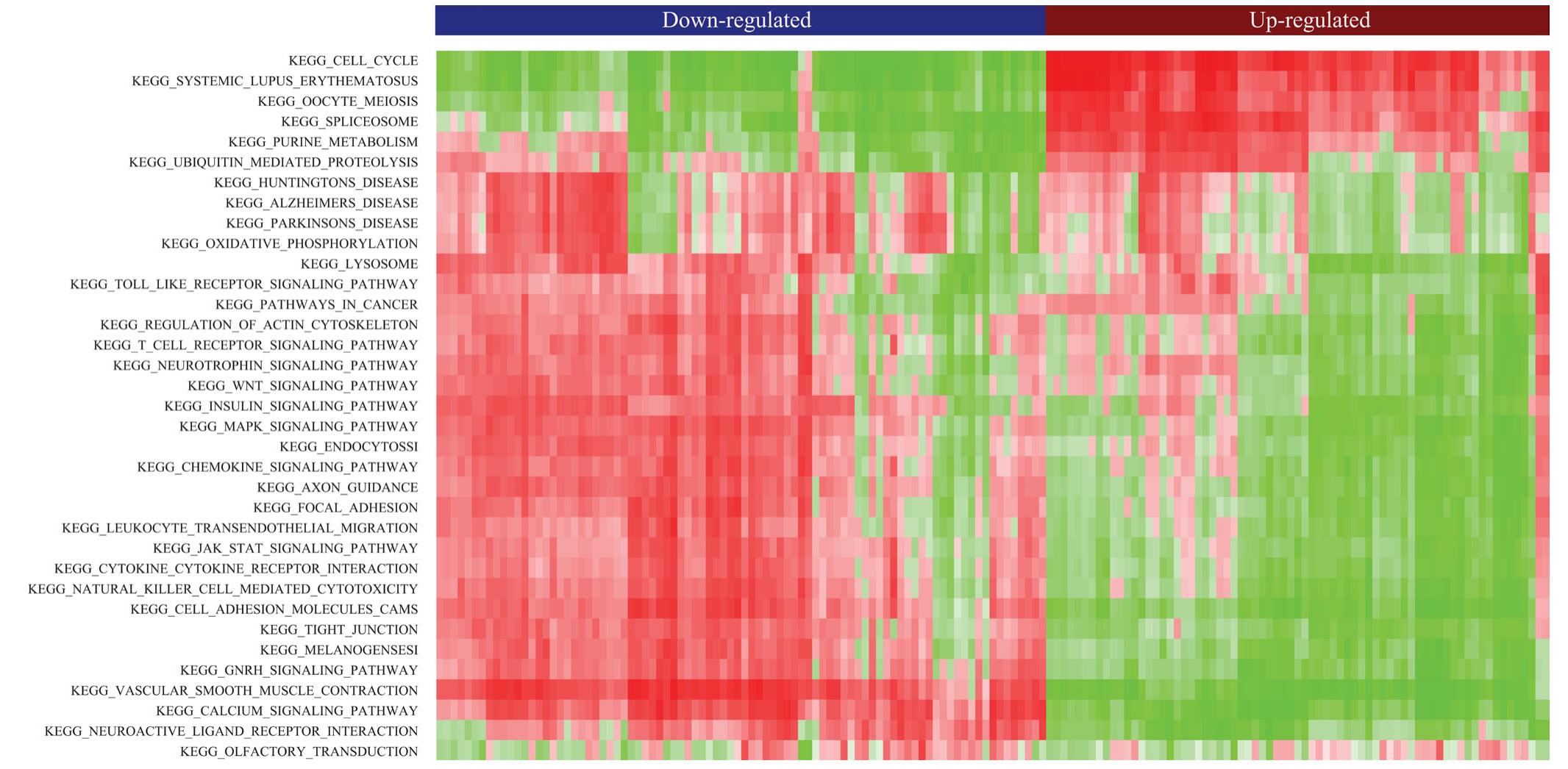 Heatmap of clustered pathway enrichment scores for common