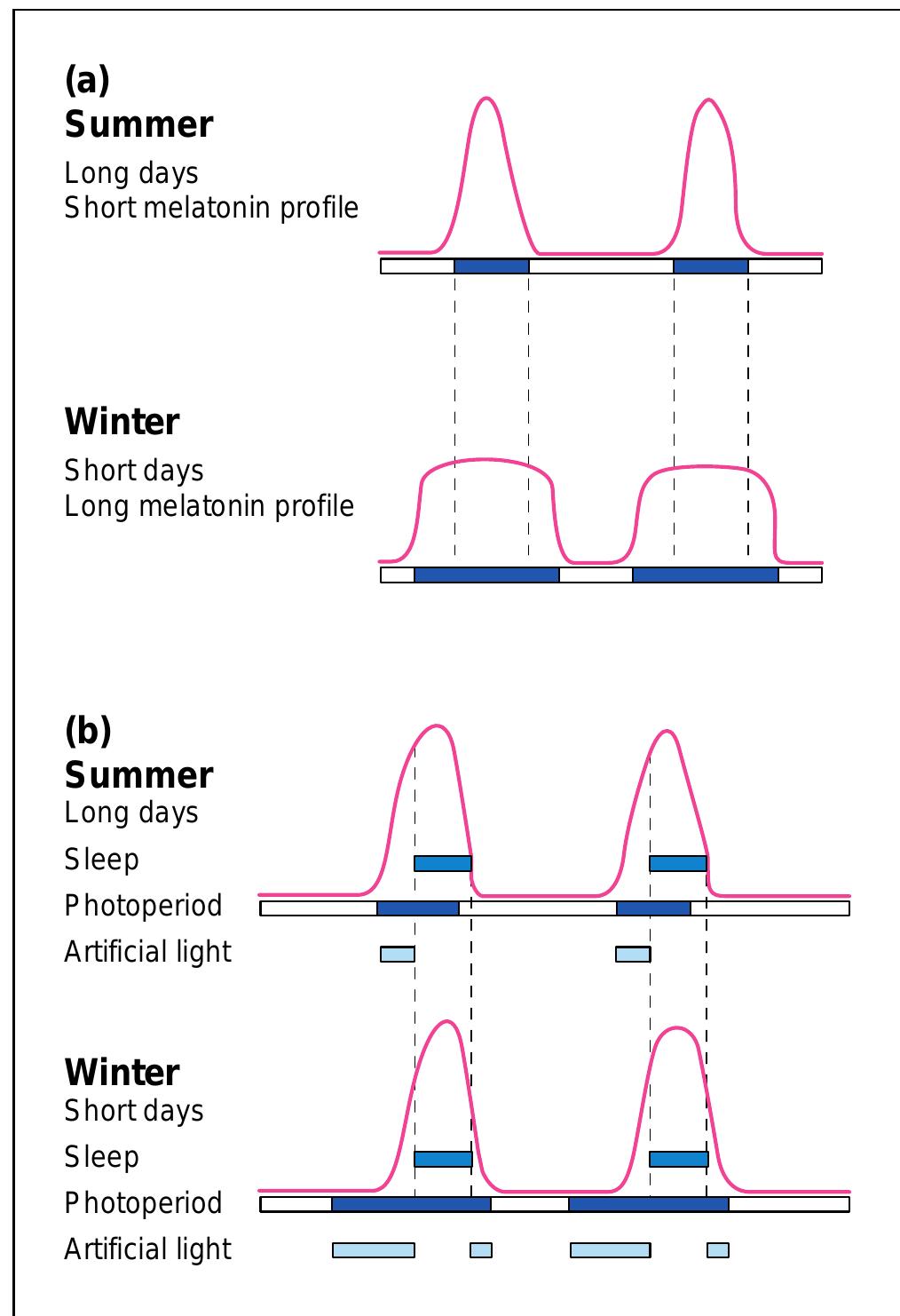 Figure 3 - Melatonin and the pineal gland: influence on