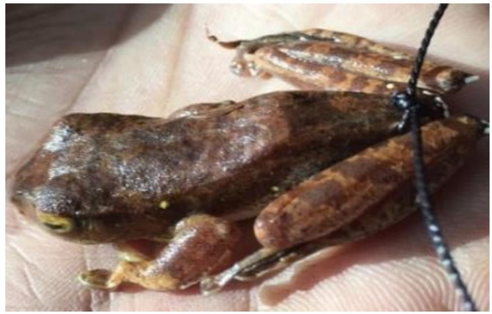 (PDF) Short Communication: Habitat and population characteristics of ...