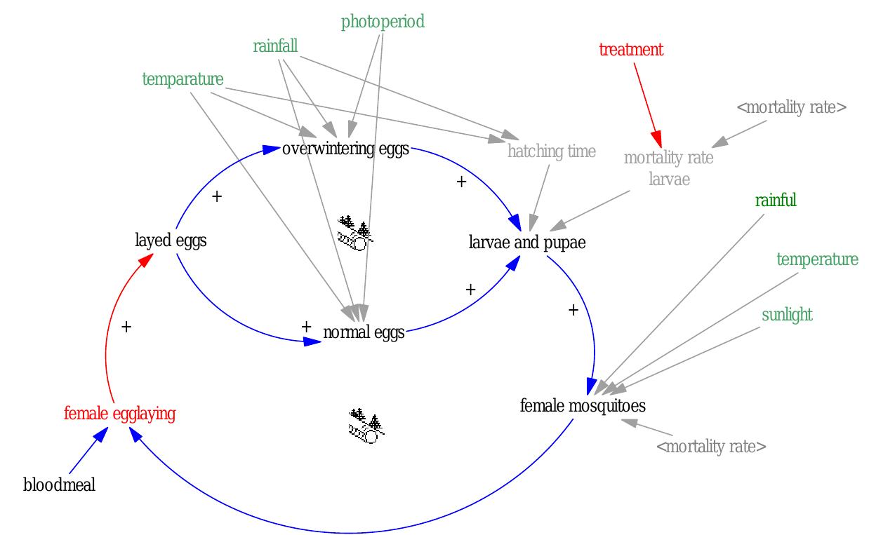 Causal loop diagram for the mosquito life cycle figure 3