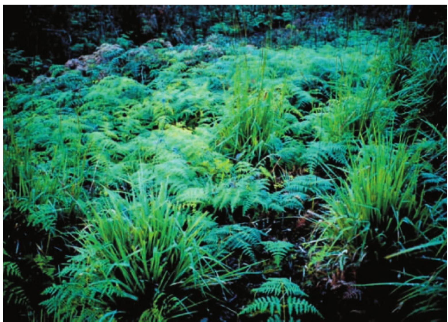 Competition between setaria sphacelata and pteridium