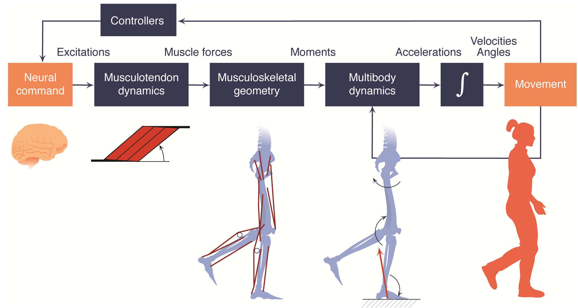 Elements of a typical musculoskeletal simulation in opensim.