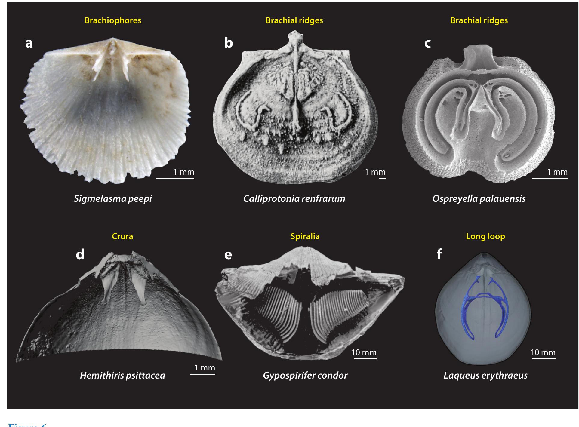 Articulated brachiopod dorsal valve interiors illustrating