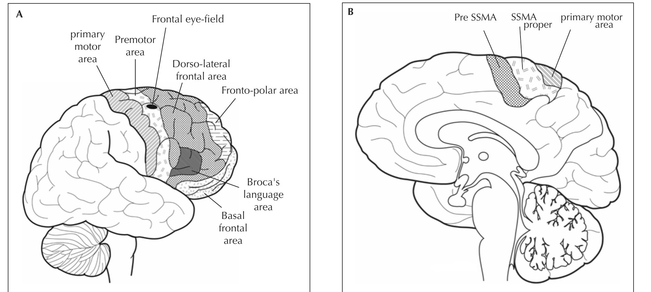 Simplified surface anatomy of the human brain with location