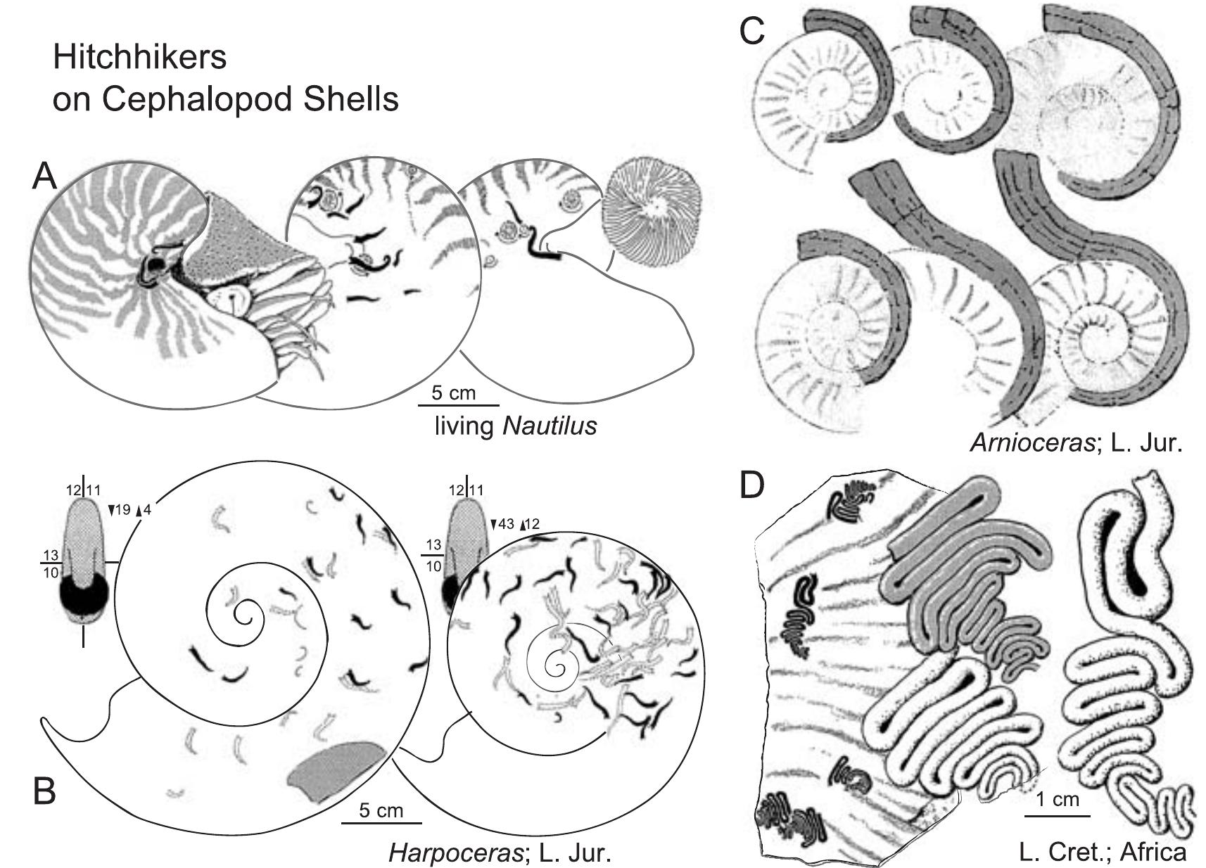 Ka. on modern nautilus shells, serpulids face the forward