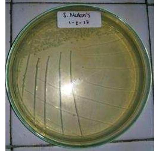 La . s. mutans colony on the mha streptococcus mutans was