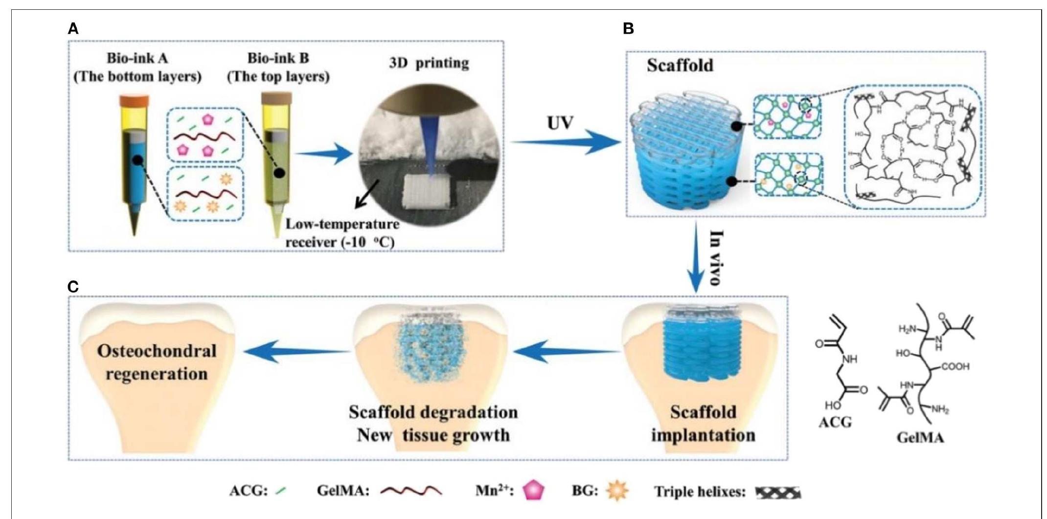 | schematic illustration of the biohybrid gradient scaffolds
