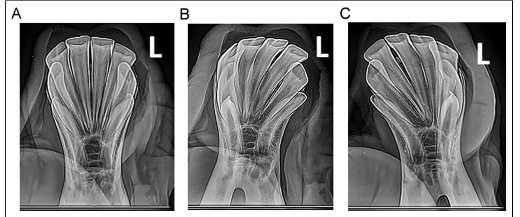 Intraoral occlusal views of the mandibular incisors and